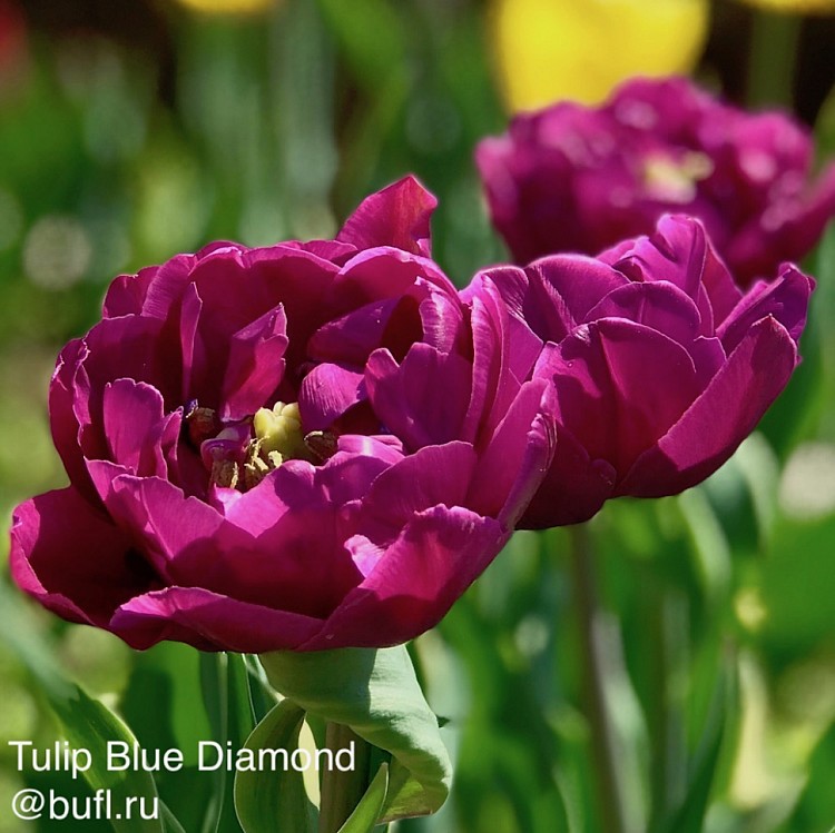 Tulip Blue Diamond авторское фото BUFL RU