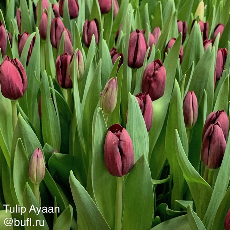 Tulip Ayaan авторское фото BUFL.RU