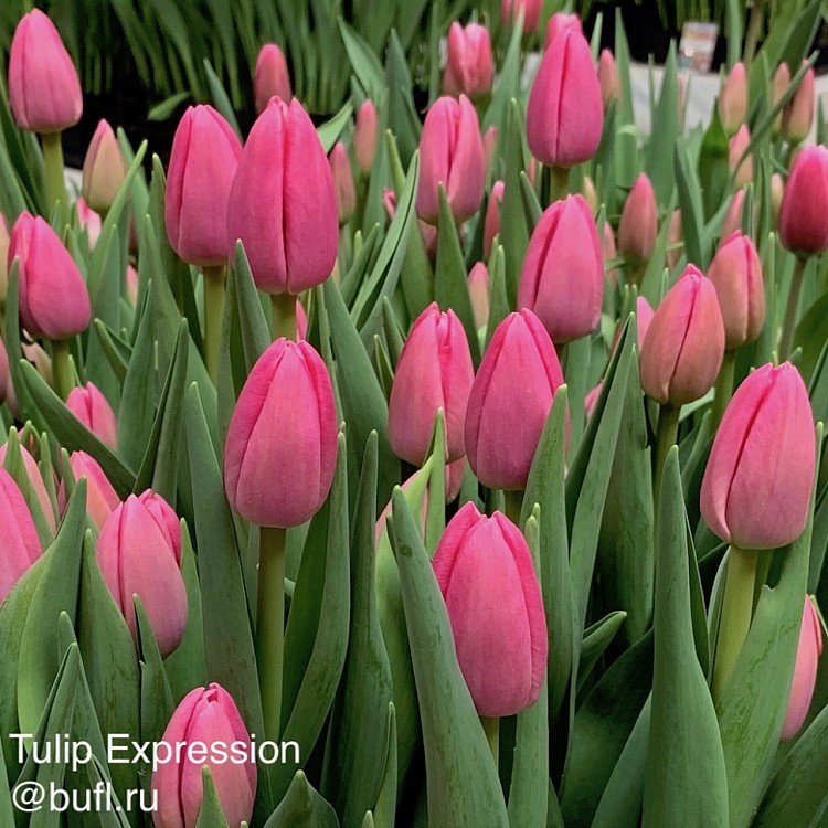 Tulip Expression авторское фото BUFL.RU