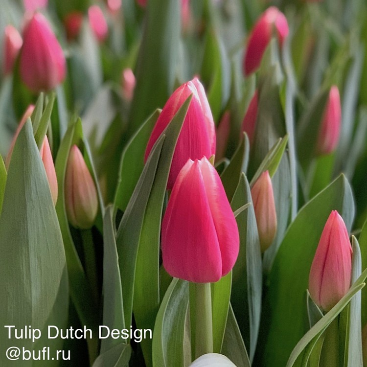 Tulip Dutch Design авторское фото BUFL.RU