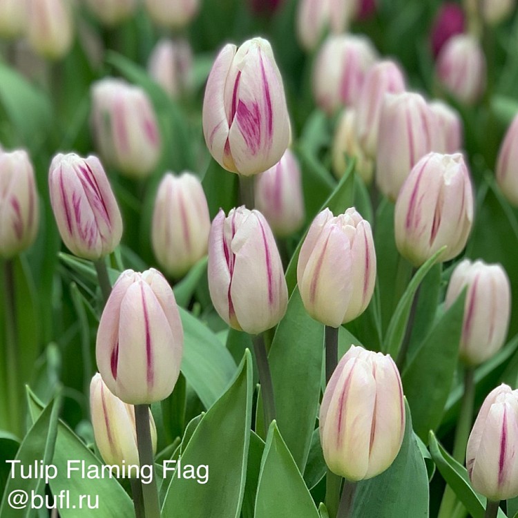 Tulip Flaming Flag авторское фото BUFL.RU