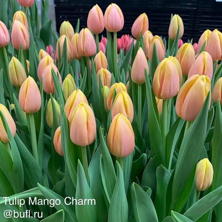 Tulip Mango Charm авторское фото BUFL.RU