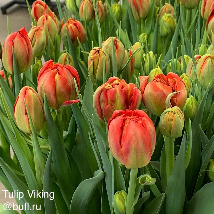 Tulip Viking авторское фото BUFL.RU