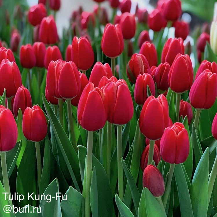 Tulip Kung-Fu авторское фото BUFL.RU