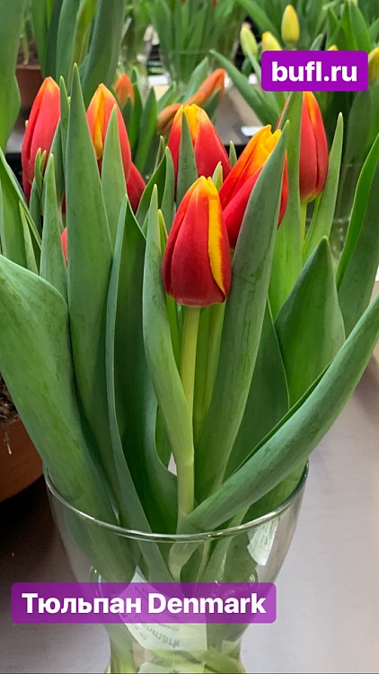Tulip Denmark авторское фото BUFL.RU