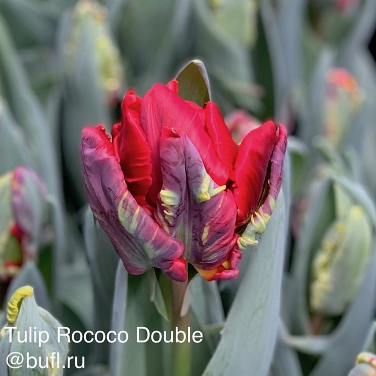Tulip Rococo Double авторское фото BUFL.RU