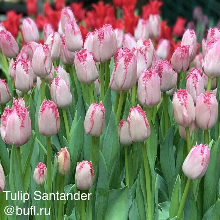 Tulip Santander авторское фото BUFL.RU