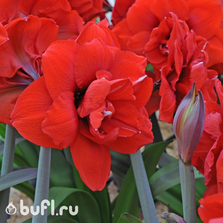 Амариллис Double King в интернет-магазине bufl.ru