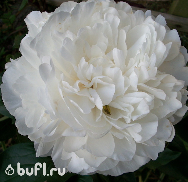 Купить корни пиона White в интернет-магазине bufl.
