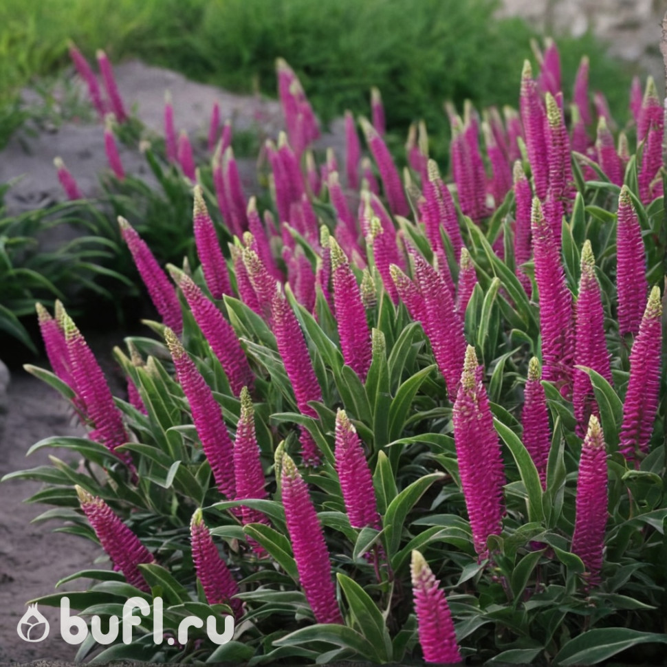 Veronica hybrid Atomic Red Ray (Вероника гибридная Атомик Ред Рэй)