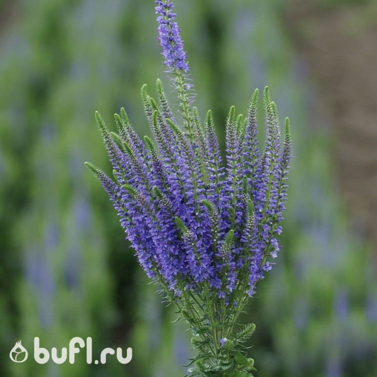 Veronica hybrid Blue Explosion (Вероника гибридная Блю Эксплоужн)