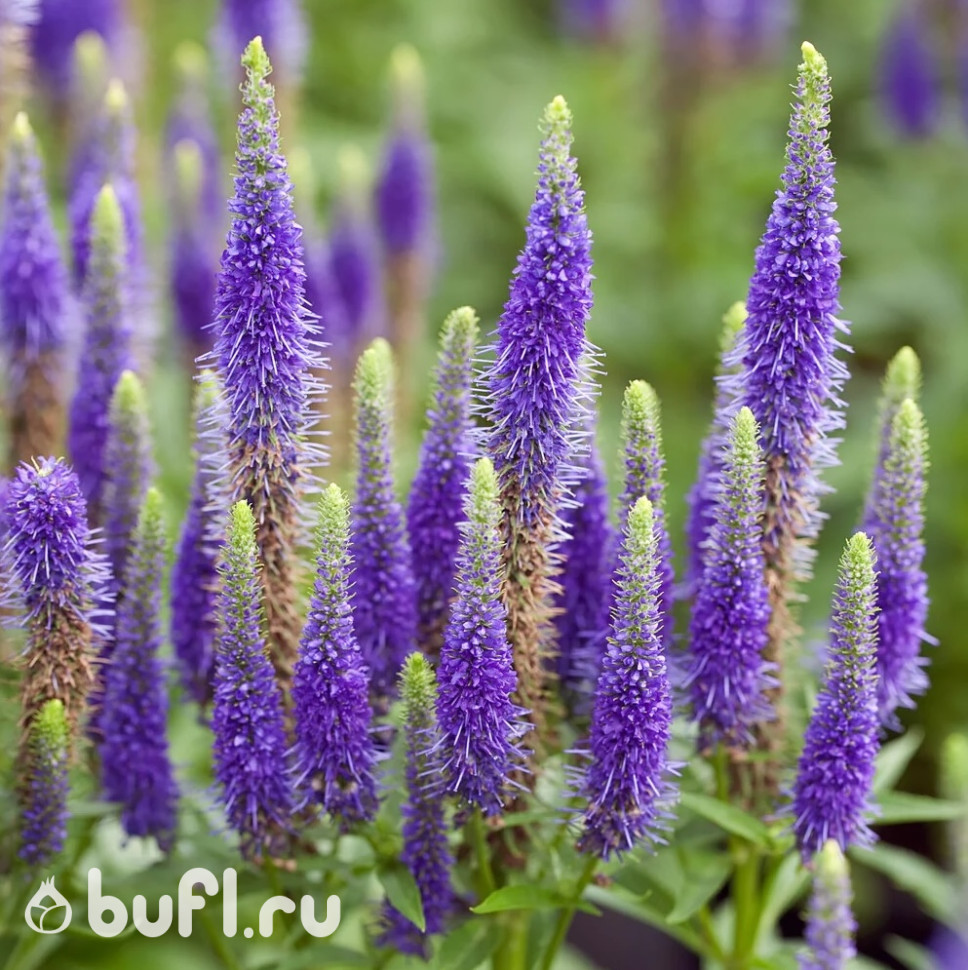 Veronica hybrid Ulster Dwarf Blue (Вероника гибридная Ульстер Блю Дварф)