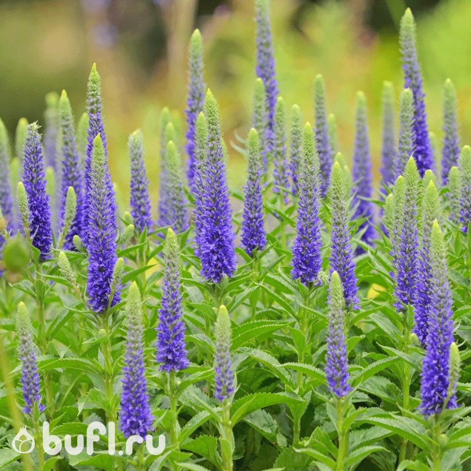 Veronica hybrid Ulster Dwarf Blue (Вероника гибридная Ульстер Блю Дварф)
