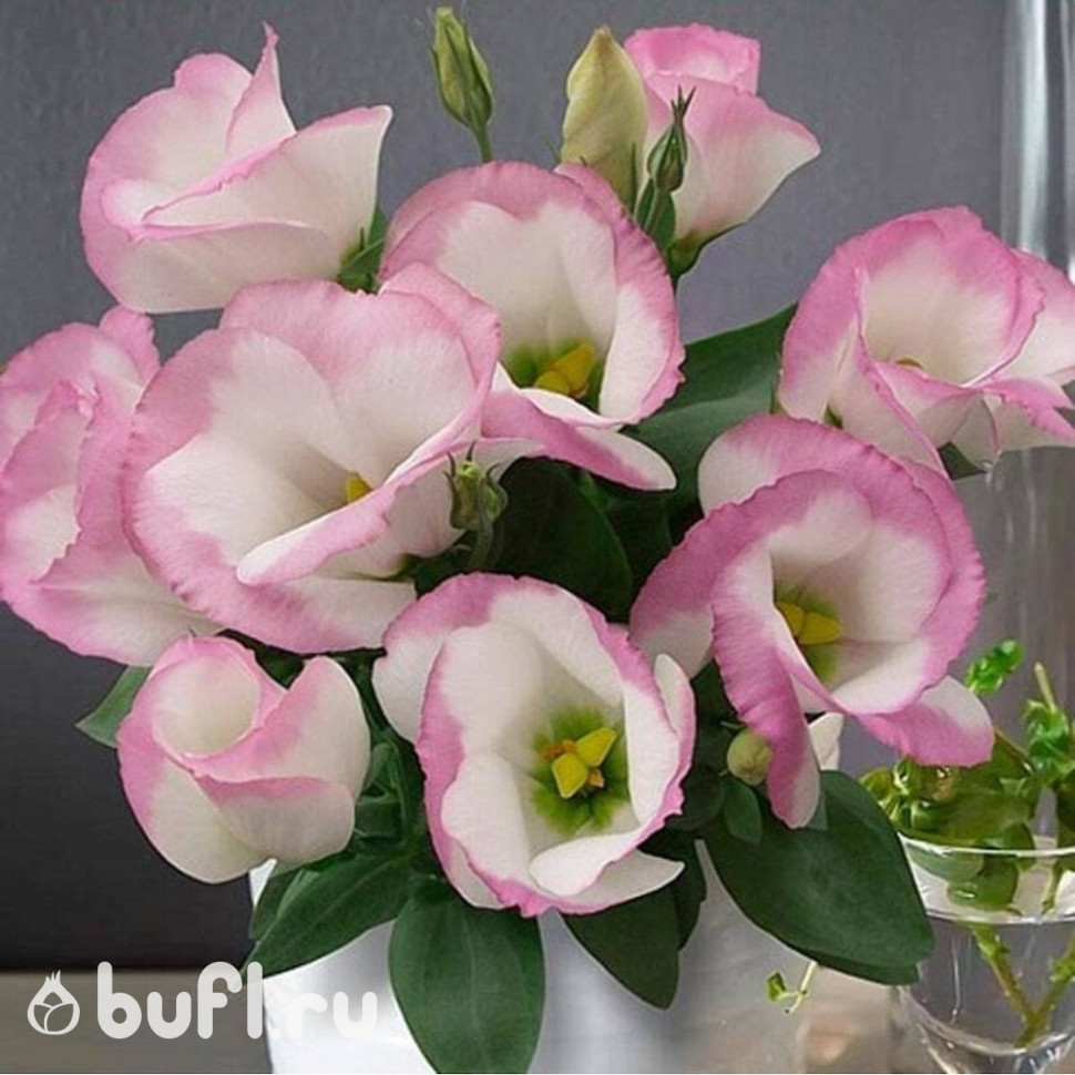 Эустома горшечная Sapphire Pink Rim (семена 10 шт.)