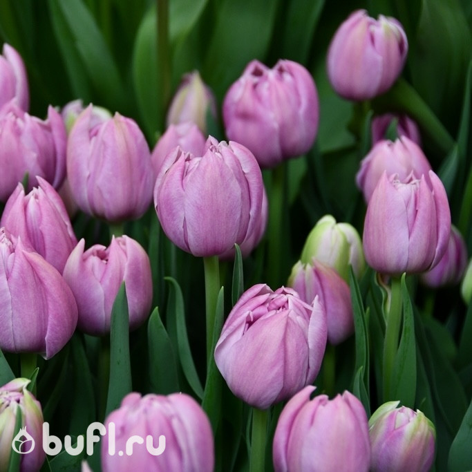Тюльпан Katinka (луковицы) | bufl.ru