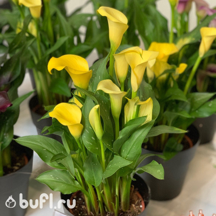 Клубни (луковицы) каллы желтой в интернет-магазине bufl.ru