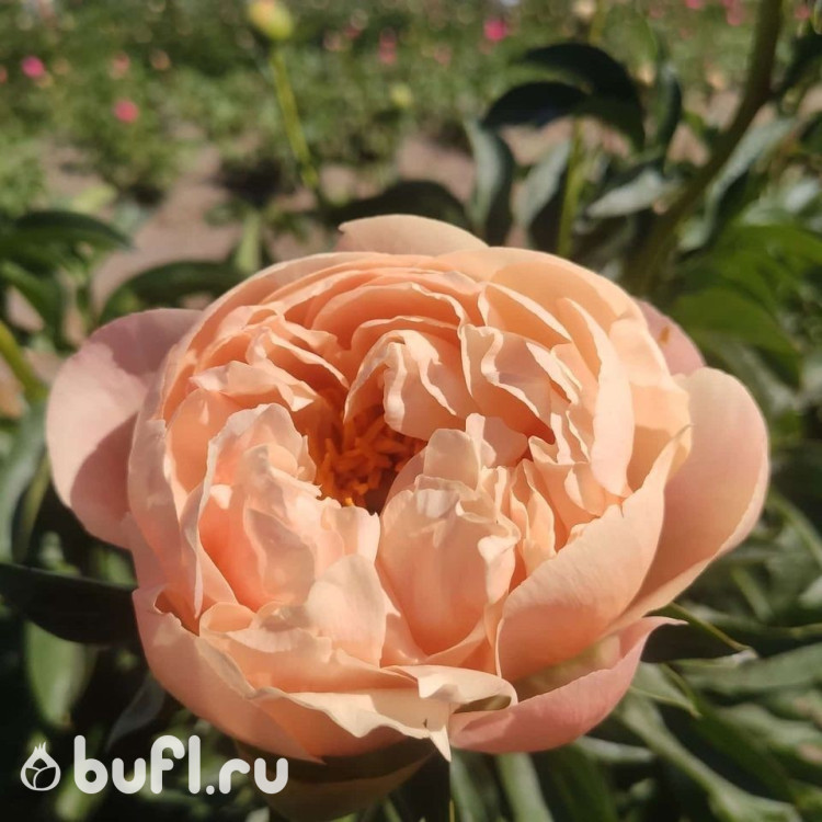 Пиона Coral Beach ОКС от bufl.ru