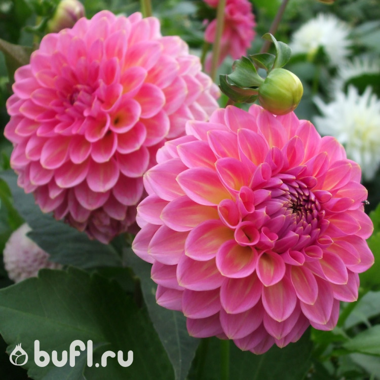 Клубни георгины Dahlia Pink Suffusion в интернет-магазине bufl.ru