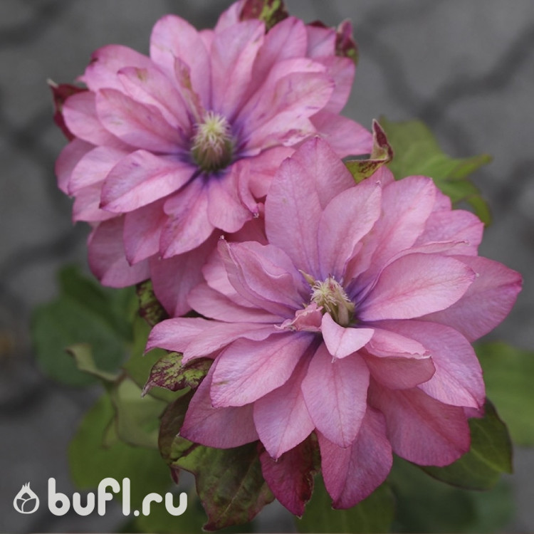 Клематис Pink Passion