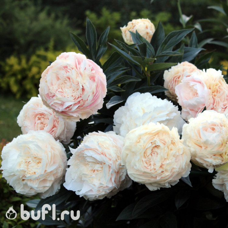 Пиона Solange ОКС от bufl.ru